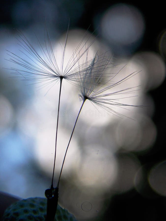 Two small dandelion seeds stock photo. Image of nature - 220098120