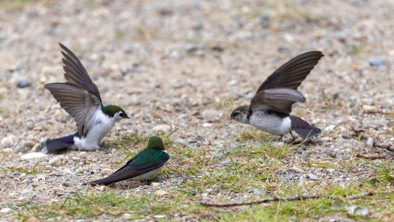 Two Bird Fighting in Front of Another Stock Photo - Image of ...