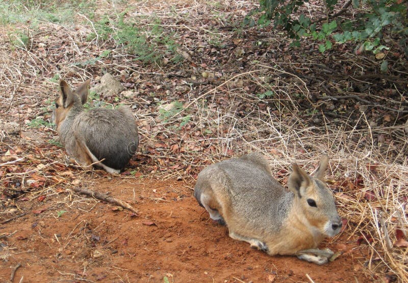 Two small deers stock photo. Image of animals, wildlife - 31336776