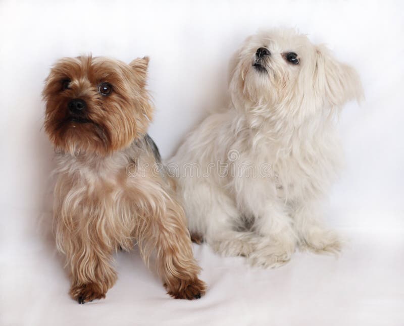 Two Small Dogs stock photo. Image of trummy, shaggy, friend - 8492550