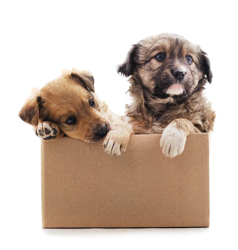 Two small dogs in the box stock photo. Image of fluffy - 176180844