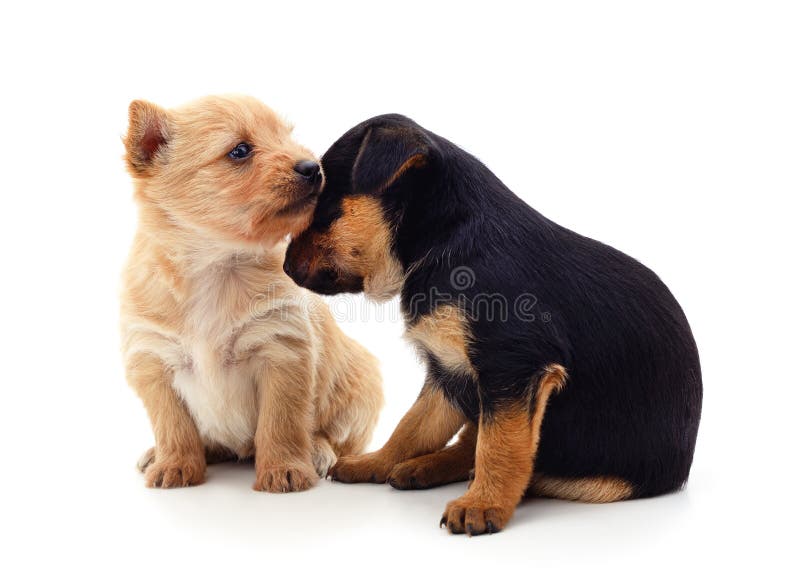 Two small dogs stock photo. Image of puppy, mammals - 205537894