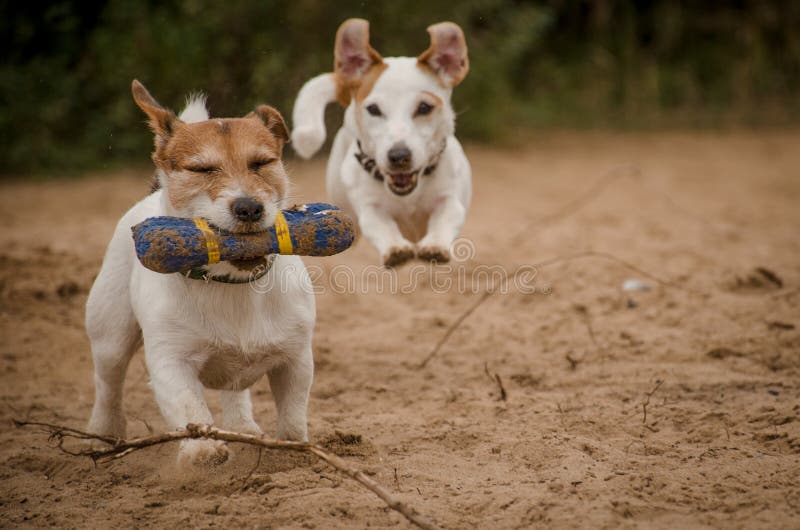 Two Small Dogs Play on the Beach Stock Photo - Image of blue, beach ...