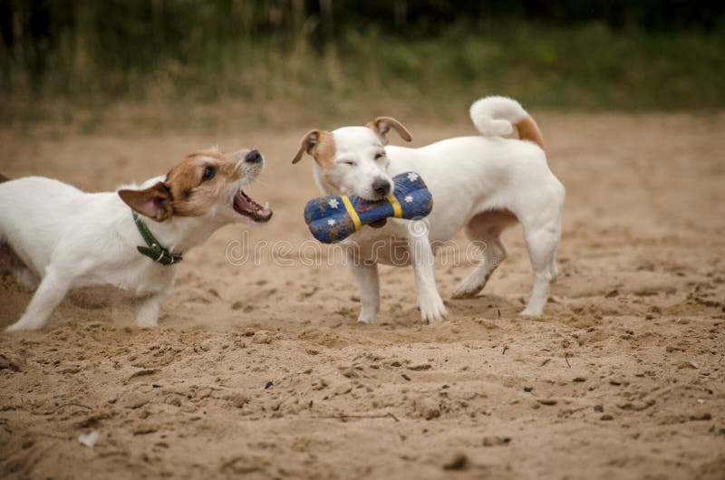 Two Small Dogs Play on the Beach Stock Photo - Image of tree, russell ...