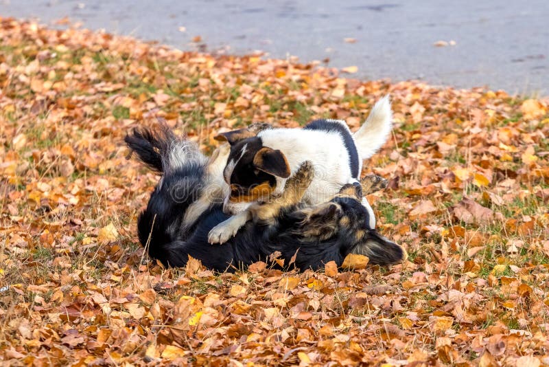 Two Small Dogs Playing in the Garden on Autumn Leaves Stock Photo ...