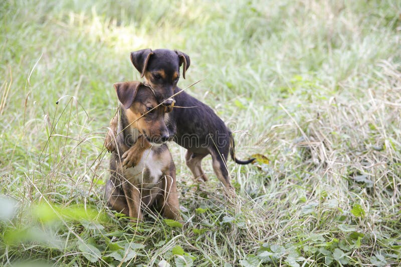 Two Small Dogs Playing in the Grass. Stock Image - Image of play, brown ...