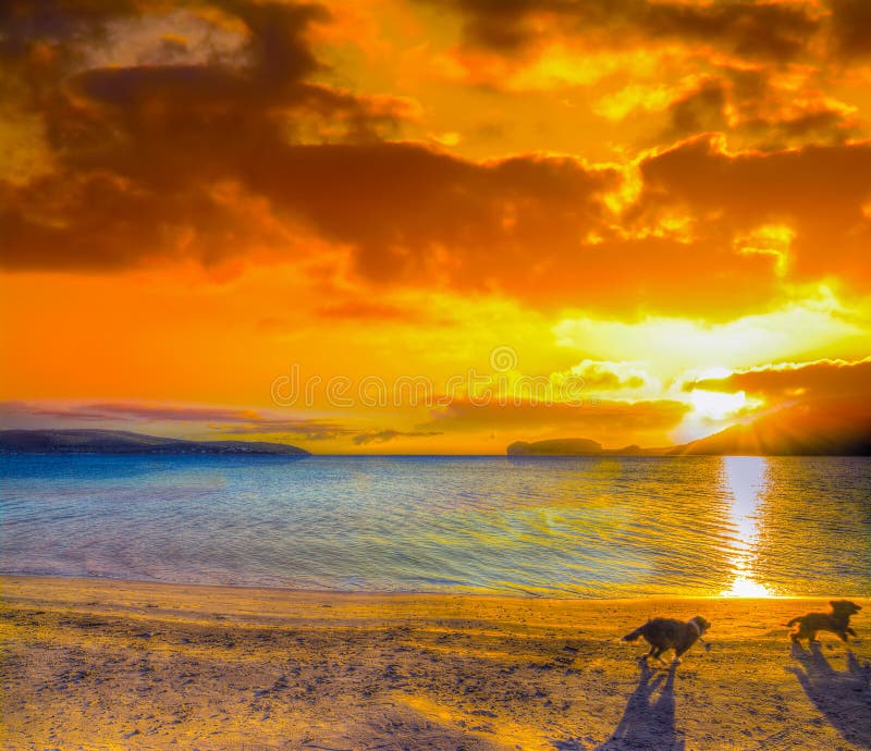 319 Two Dogs Beach Sunset Photos - Free & Royalty-Free Stock Photos ...