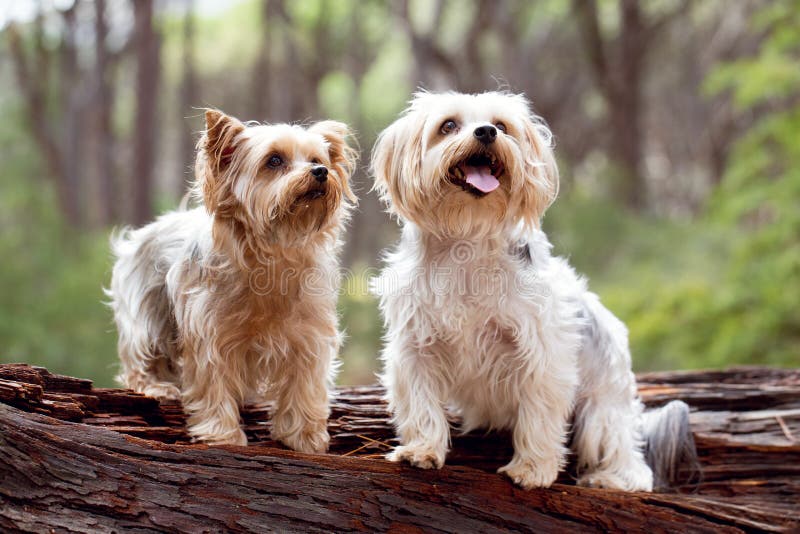 Small pugs stock photo. Image of wrinkle, wrinkles, dogs - 629758