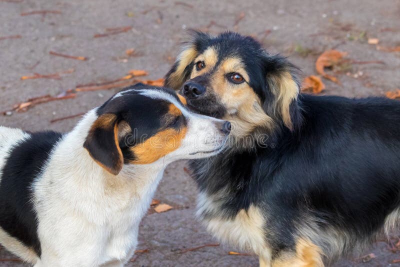 Two Small Dogs Stand Side by Side, Friendly Relations between Animals ...