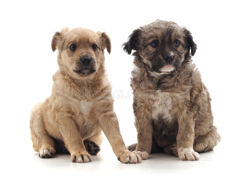 Two small dogs. stock image. Image of mammals, white - 115469739