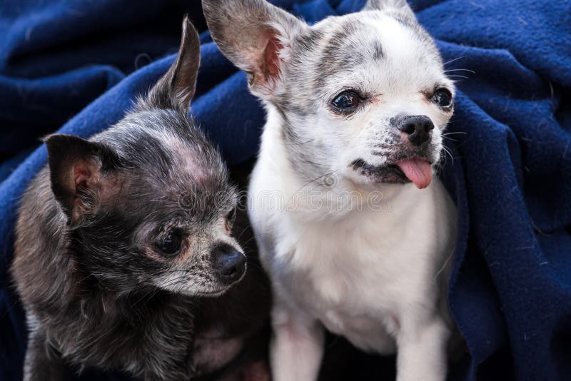 Two Small Dogs Under the Covers Stock Photo - Image of portrait, lying ...