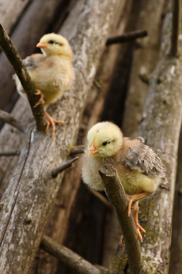 Two Small Domestic Chickens. Raising Poultry for Meat Stock Image ...