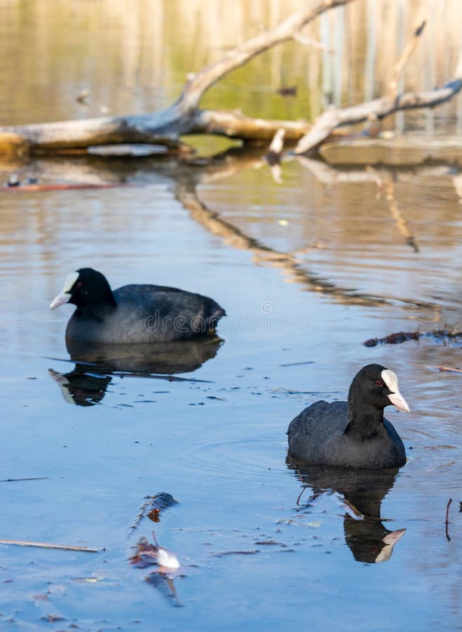 Two Small Duck Eurasian Coot Black with Red Eyes in River Stock Image ...
