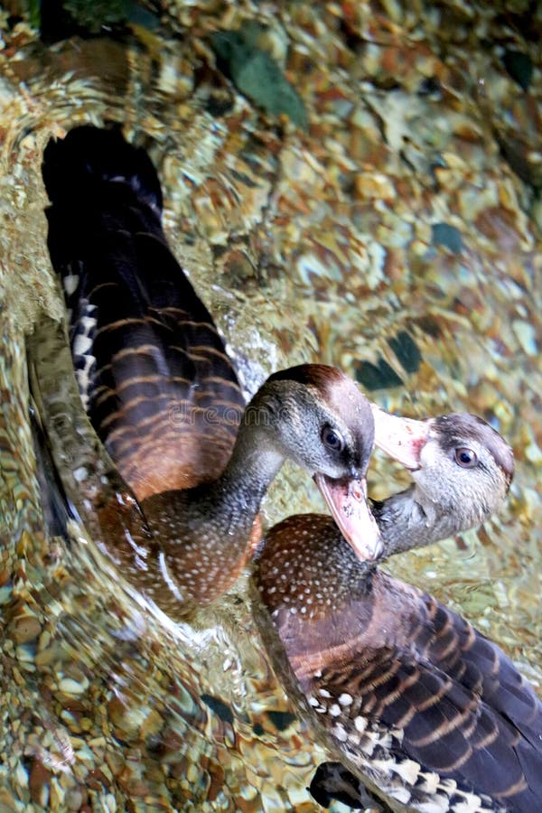 Two Small Duck Swimming Inside Water Stock Image - Image of inside ...