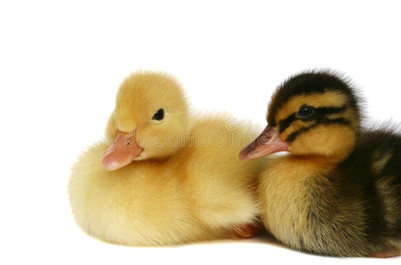 Nice a small yellow duck stock image. Image of lovely - 4475711