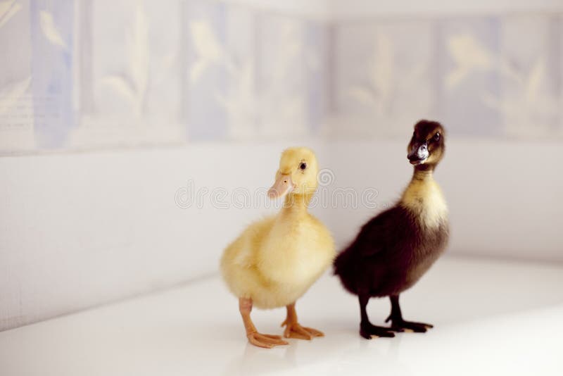 Two Small Ducks Together on a White Background Stock Image - Image of ...