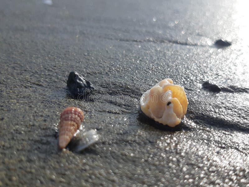 Two Small Empty Snail Shells on the Black Sand Beach Stock Photo ...