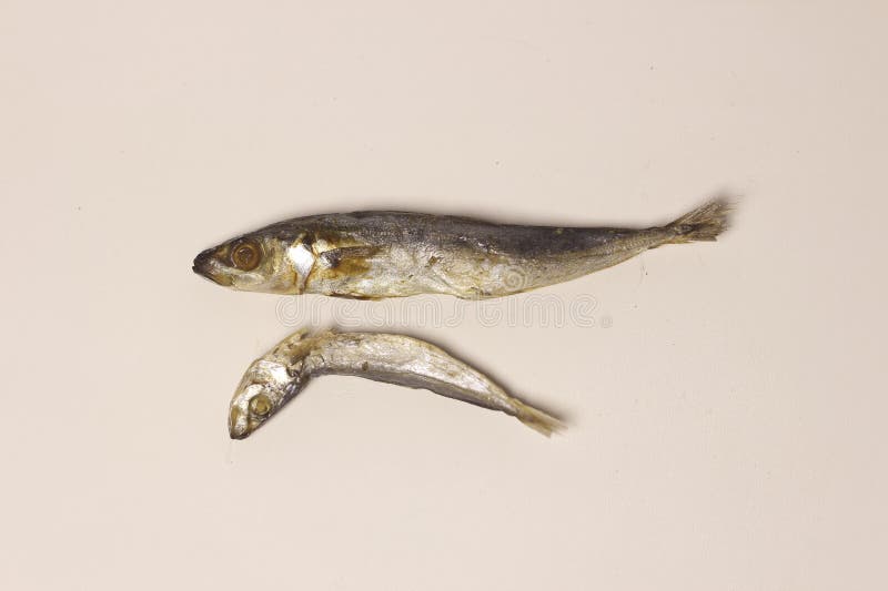 Two Small Fish on a Light Background& X22; Stock Image - Image of ...