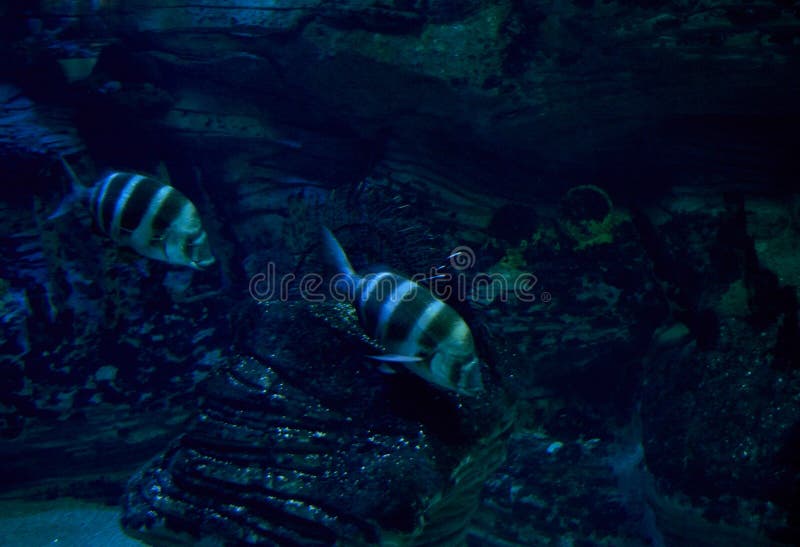 Two Small Fish in the Ocean Stock Photo - Image of aquatic, rabbitfish ...