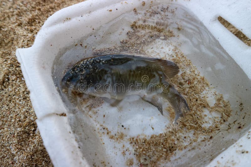 Two Small Fish Trapped in a Styrofoam Container on a Sandy Beach Stock ...