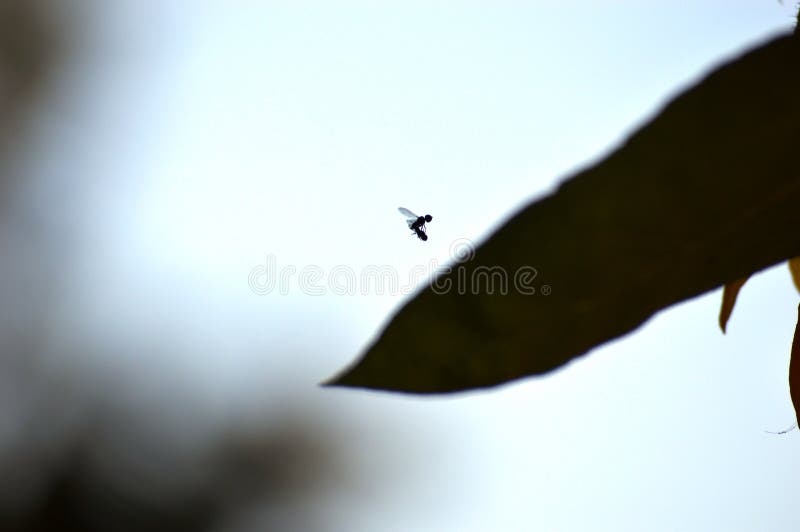 Small Flies are Mating in the Air Stock Image - Image of black, mating ...