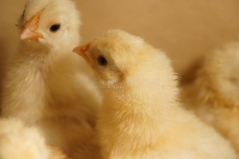 Two Small Fluffy Chick Chicks in a Cardboard Box One Looks at Yo Stock ...
