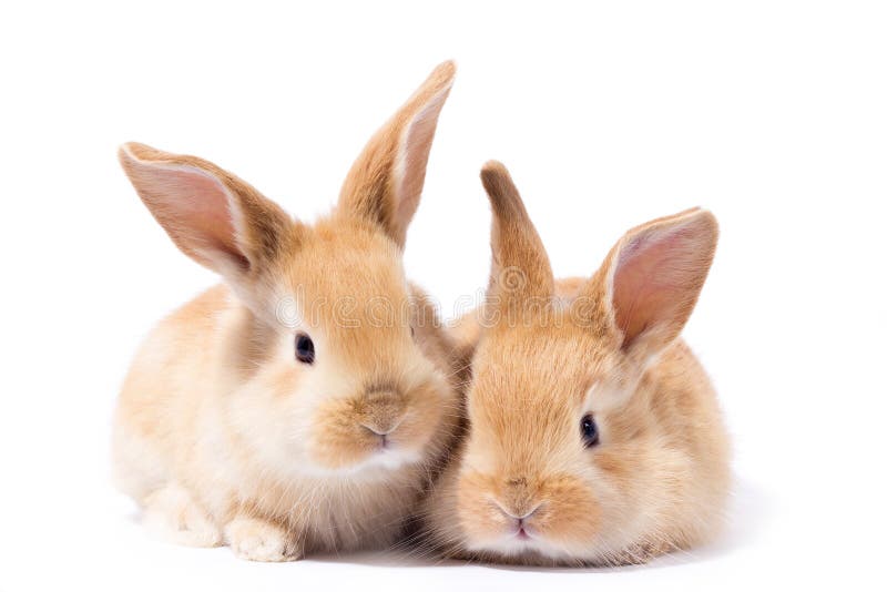 Two Small Fluffy Red Bunny, Isolate Stock Image - Image of pets, easter ...