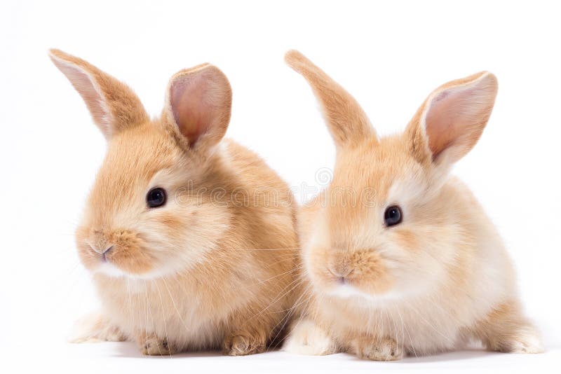 Two Small Fluffy Red Bunny, Isolate Stock Image - Image of farming ...