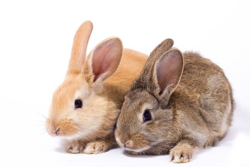 Two Small Fluffy Red Bunny, Isolate Stock Image - Image of furry ...
