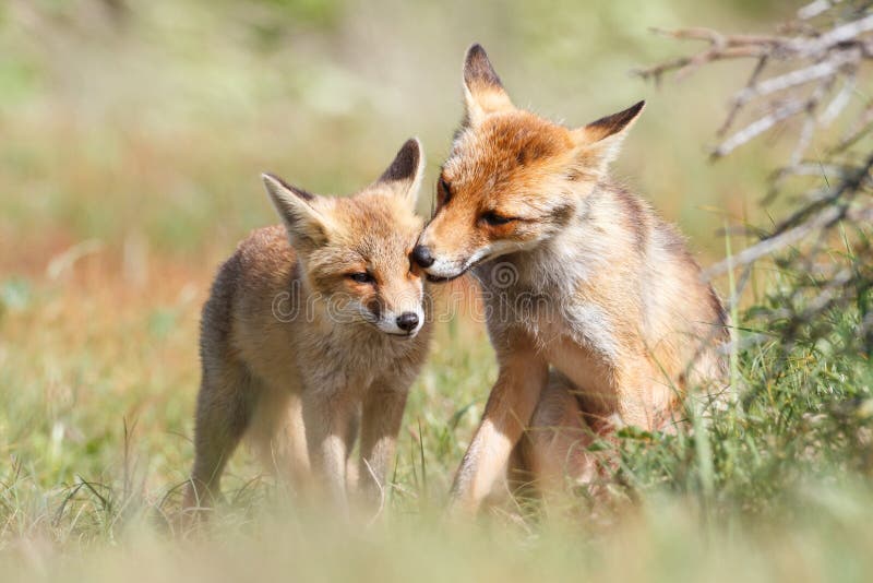 Two small foxes stock photo. Image of creatures, nuzzling - 25818134