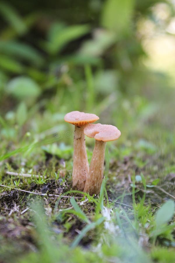 Two small fungus stock image. Image of autumn, mushroom - 62450993