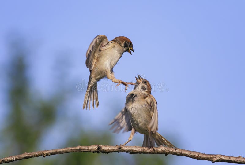 Two Small Funny Birds the Sparrows in the Spring in the Park on Stock ...