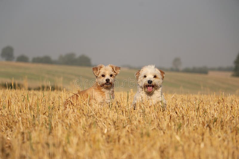 Two Small Funny Havanese Dogs are Sitting Together in a Stubble Field ...