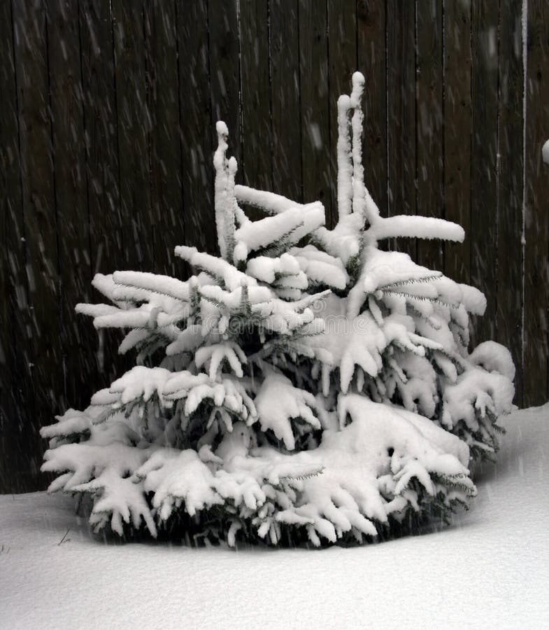 Two small fur-trees stock photo. Image of december, branch - 7297820