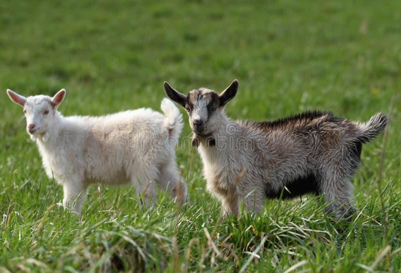 Two small goats stock image. Image of fauna, young, cute - 40553767