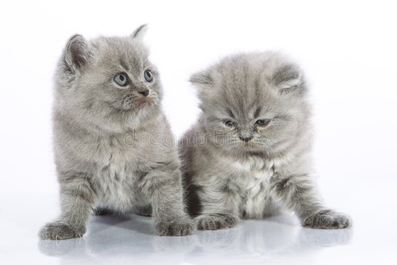 Two siberian kittens stock image. Image of tiger, silver - 13107901