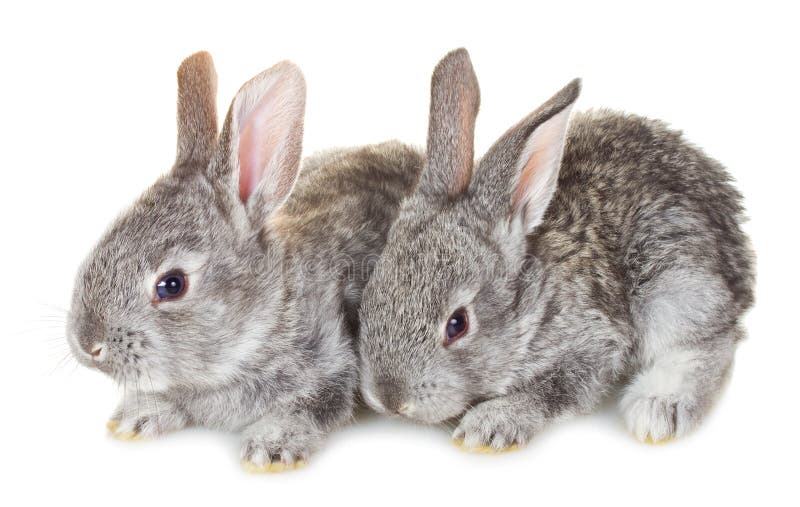 Two Baby Rabbits Isolated on White Stock Image - Image of group, furry ...