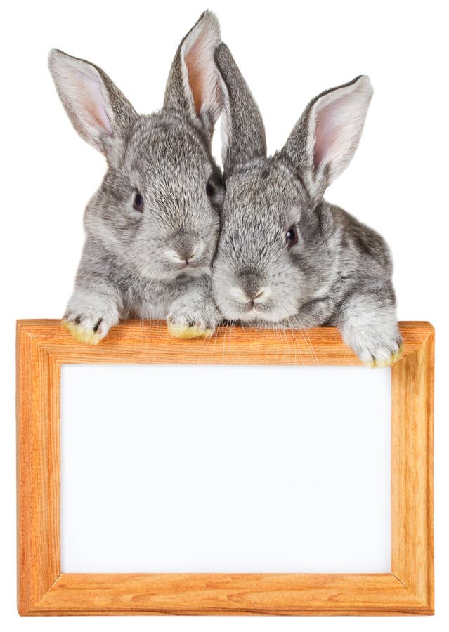 Two little gray rabbits stock photo. Image of farm, agriculture - 88565608