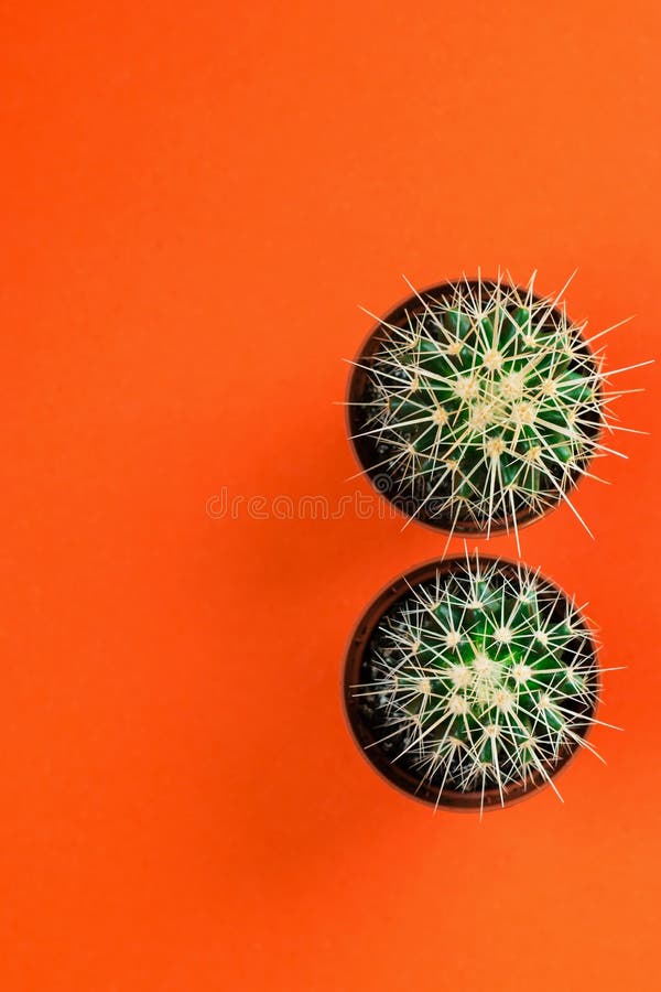 Two Small Green Cactus in Orange Pot on Orange Background Stock Image ...