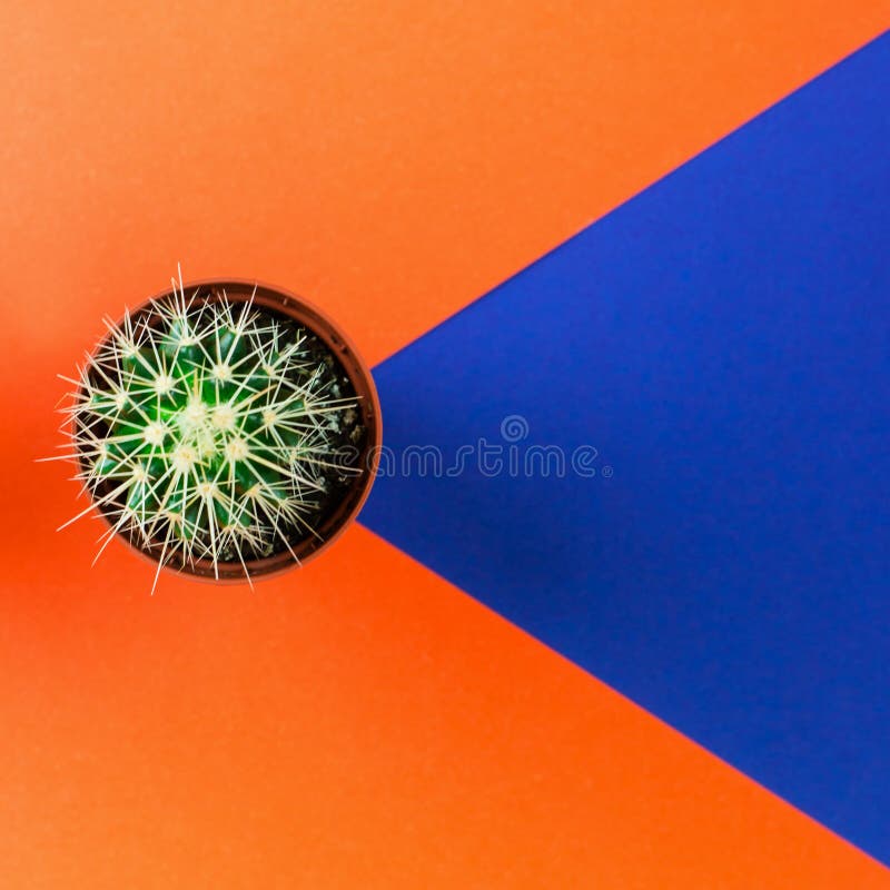 Two Small Green Cactus in Orange Pot on Orange and Purple Stock Photo ...