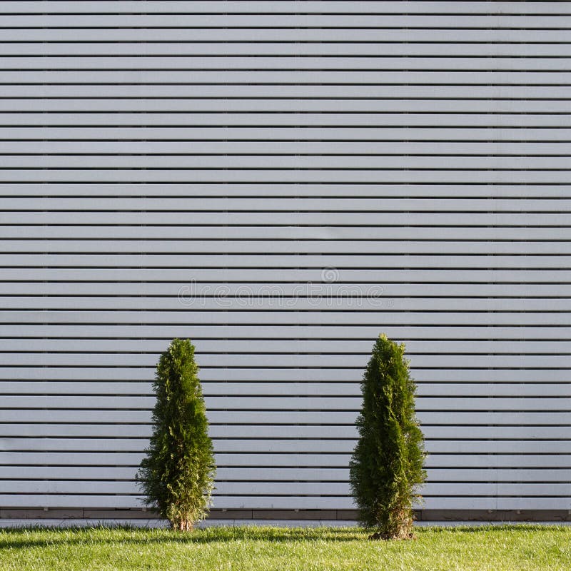 Two Small Green Trees with White Wooden Planks in the Background Stock ...