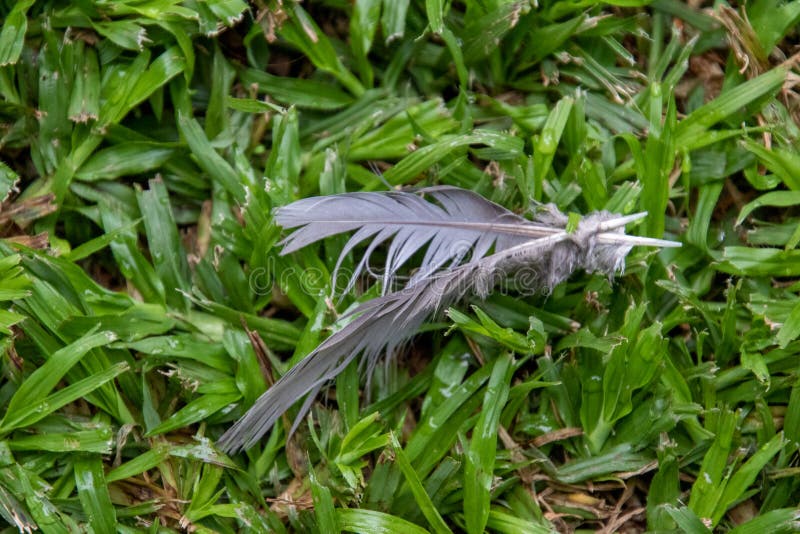 Two Small Grey Feathers Isolated Stock Image - Image of scenario ...