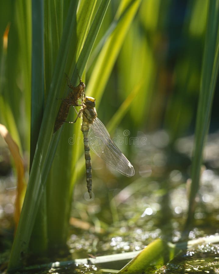 Tiny Delicate Dragonfly Standing on Another Insect, Outdoors Stock ...