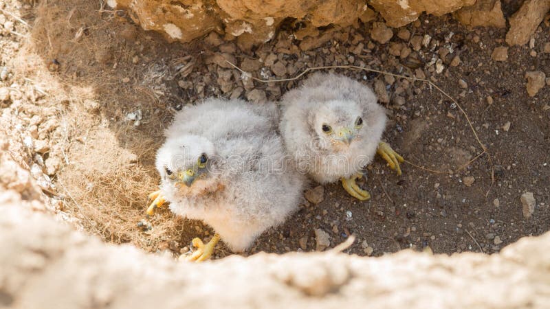 Two Small Kestrel Chicks at the Nesting Site Stock Image - Image of ...