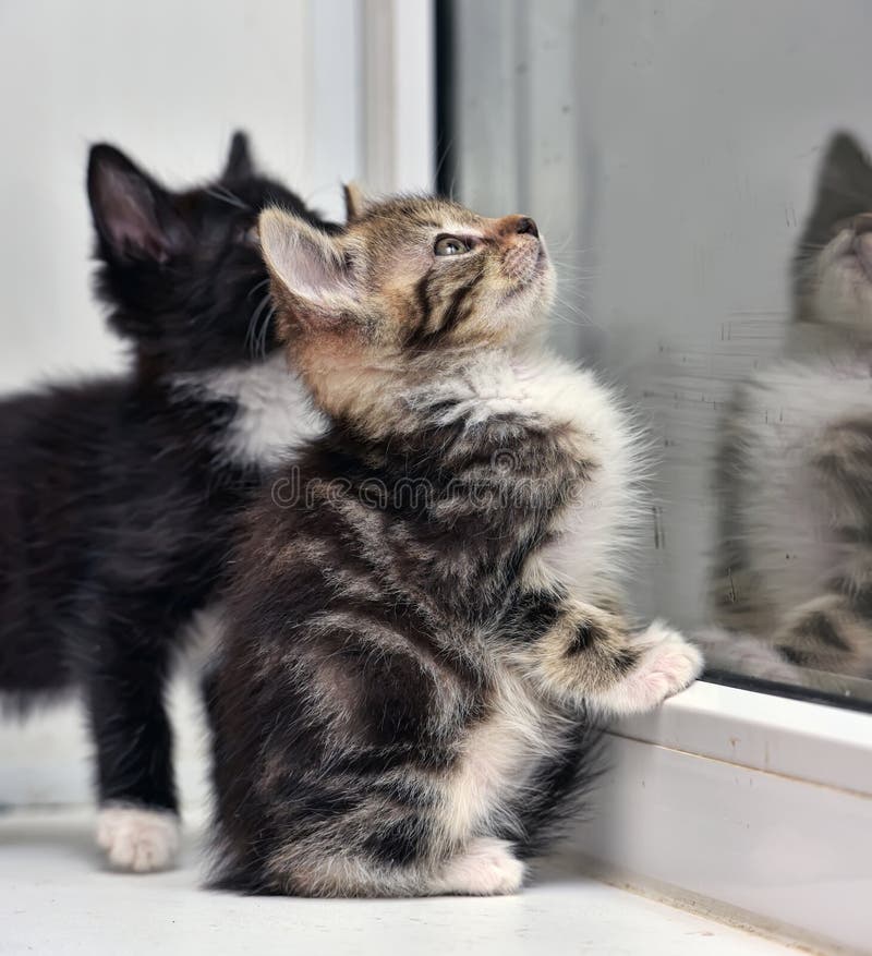 Two small kitten together stock image. Image of baby - 62827943
