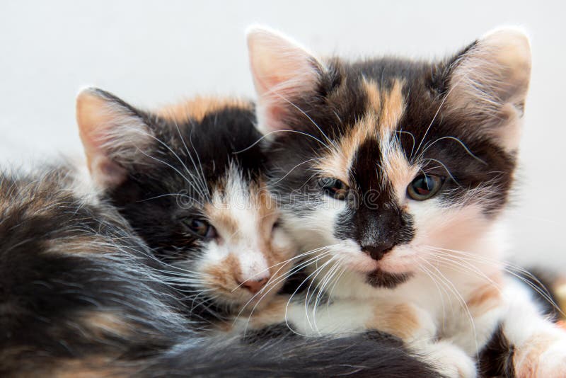 Two Small Kittens Resting Together on a Blanket. Stock Image - Image of ...