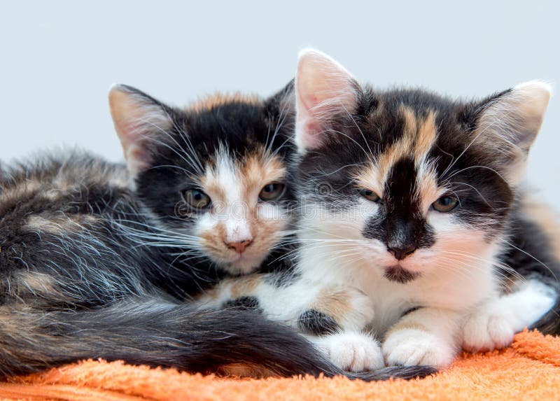 Two small kittens stock photo. Image of share, color - 98689696