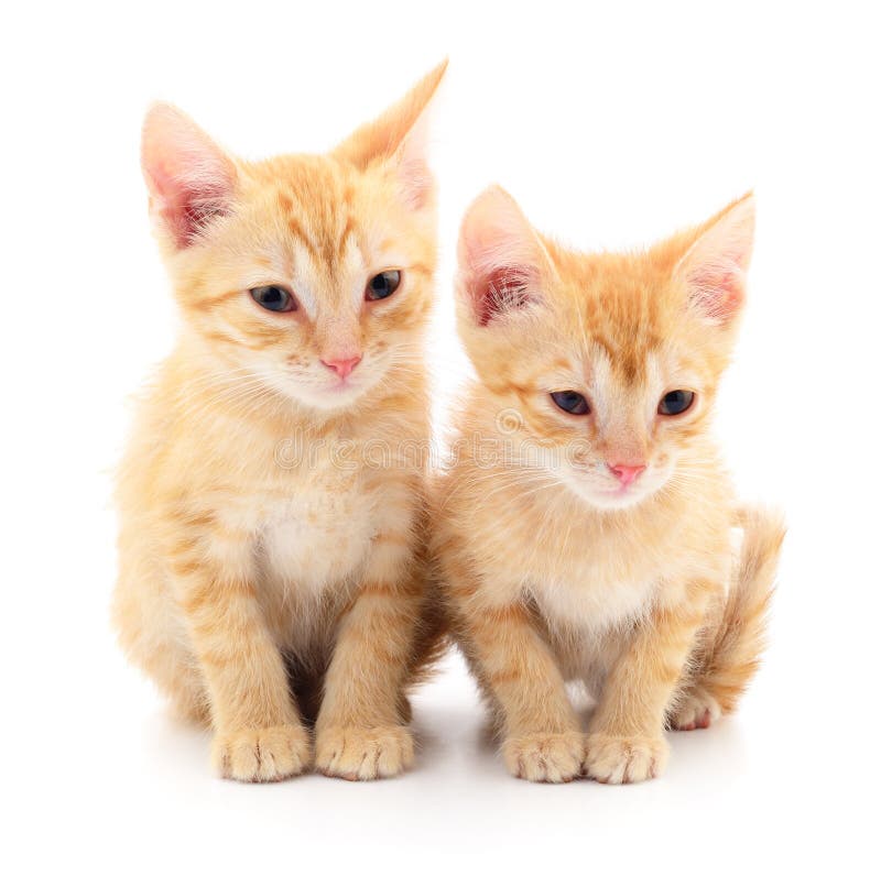 Two small kittens stock image. Image of cute, portrait - 101438115