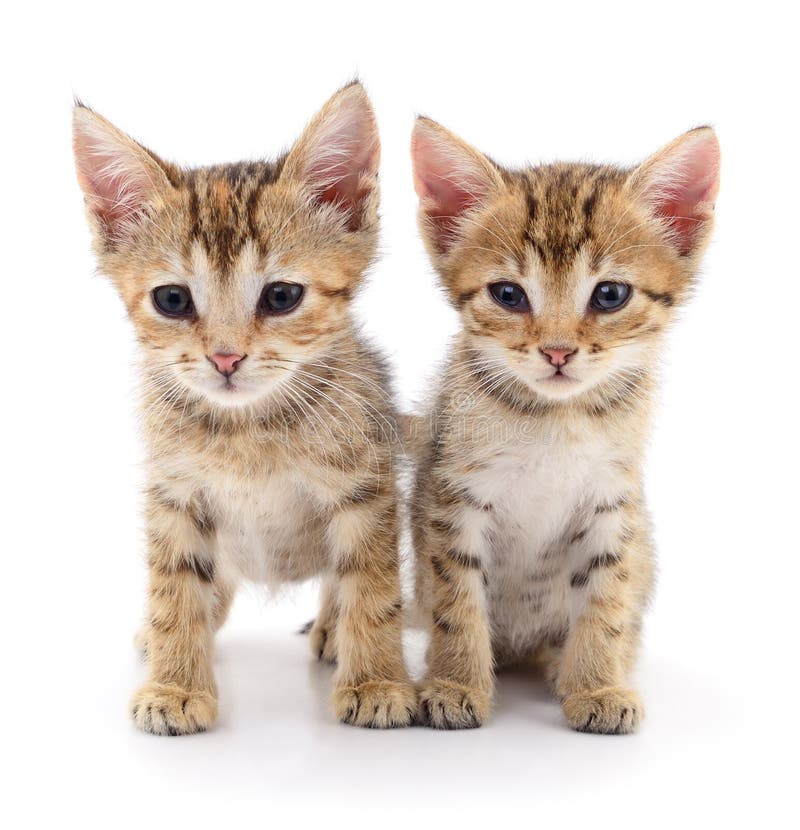 Two small kittens. stock photo. Image of cats, mammals - 105417078