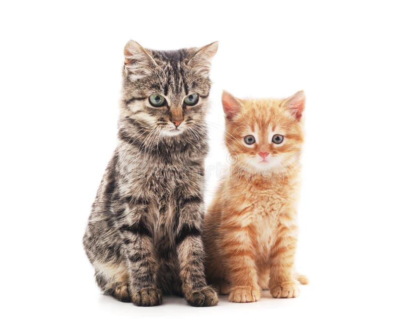 Two small kittens stock image. Image of mammals, children - 149647469